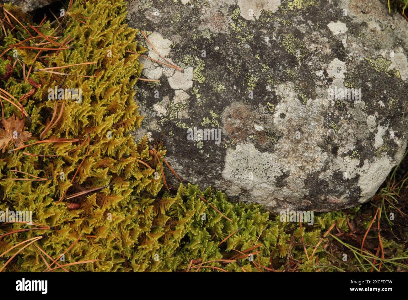 Knight's Plume (Ptilium crista-castrensis) moss with rock in Beartooth ...