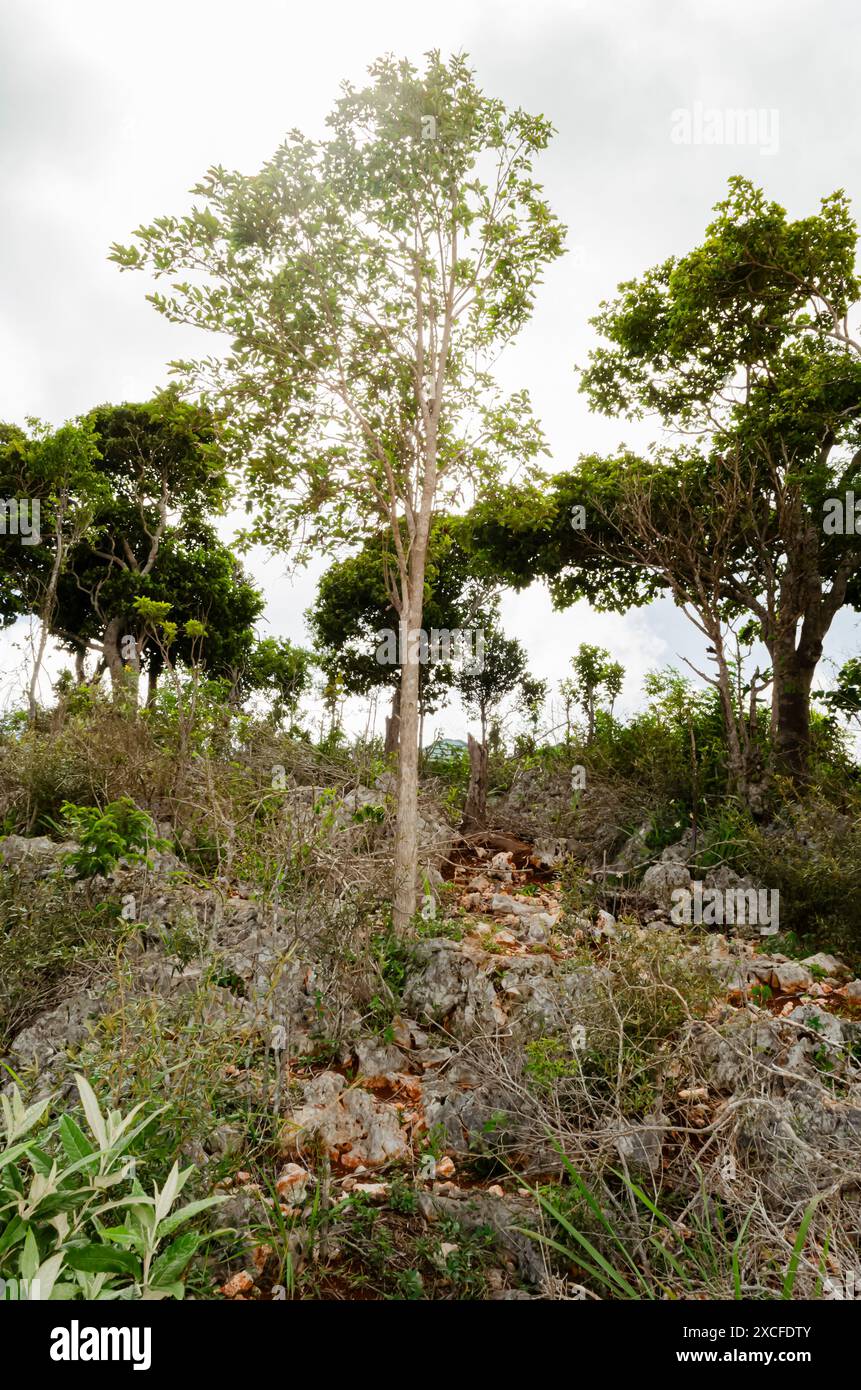 Trees are grow from a small hill of large embedded rocks Stock Photo ...