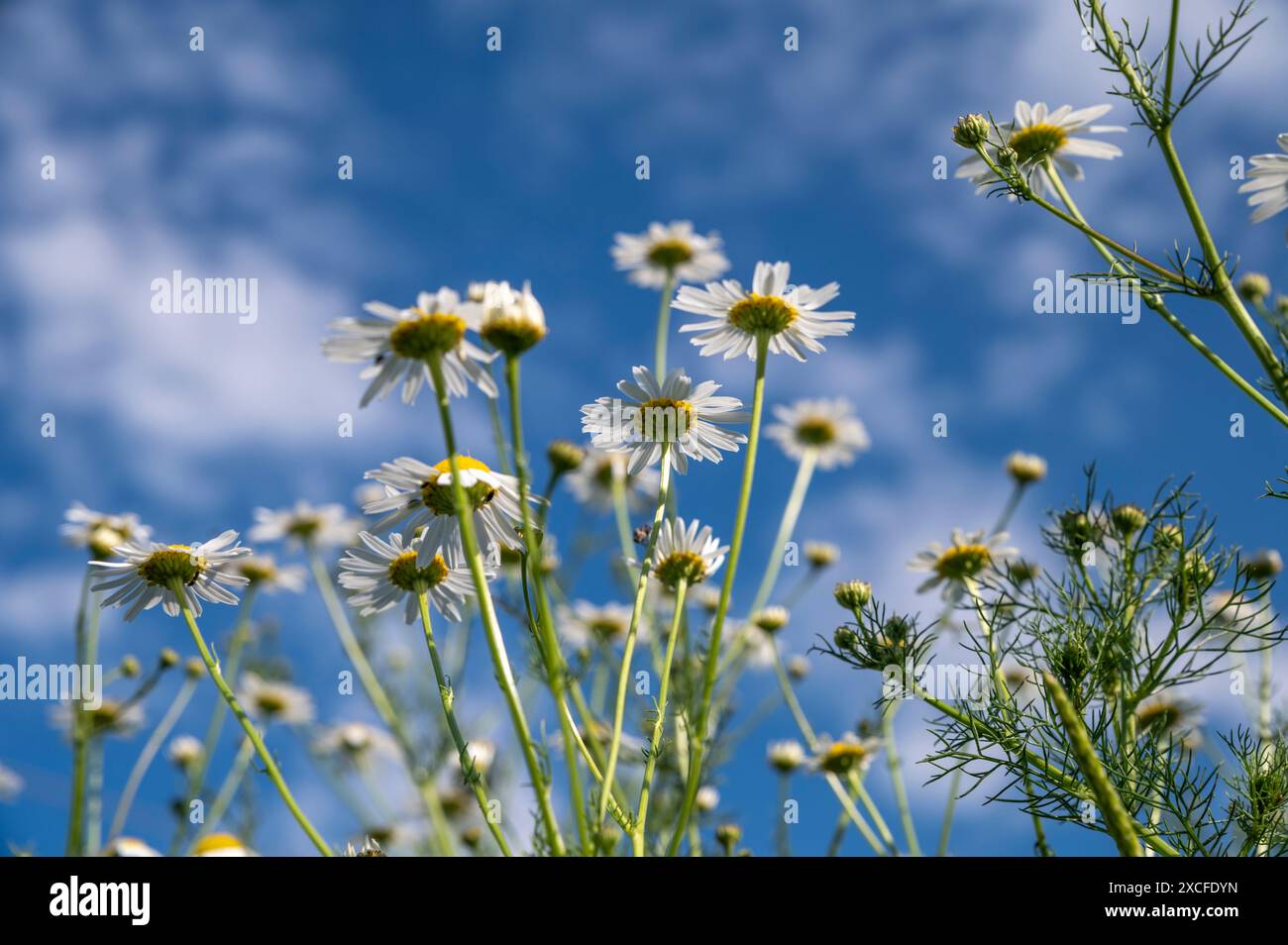 White matricaria flowers on hi-res stock photography and images - Alamy