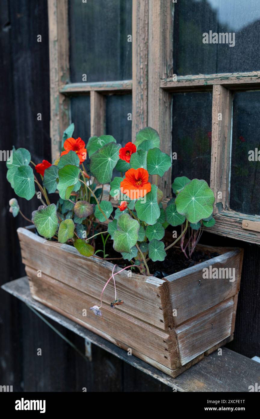 The garden nasturtium (Tropaeolum majus) flowering in flower pot. The ...