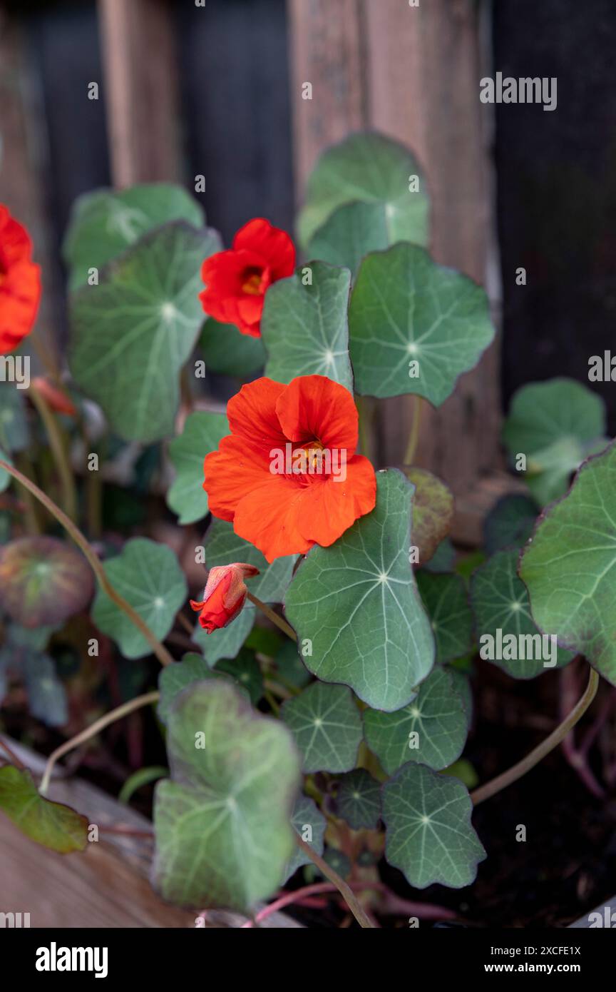 The garden nasturtium (Tropaeolum majus) flowering in flower pot. The ...
