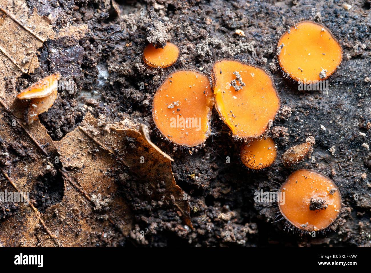 Common Eyelash Fungus (Scutellinia scutellata) - Brevard, North ...