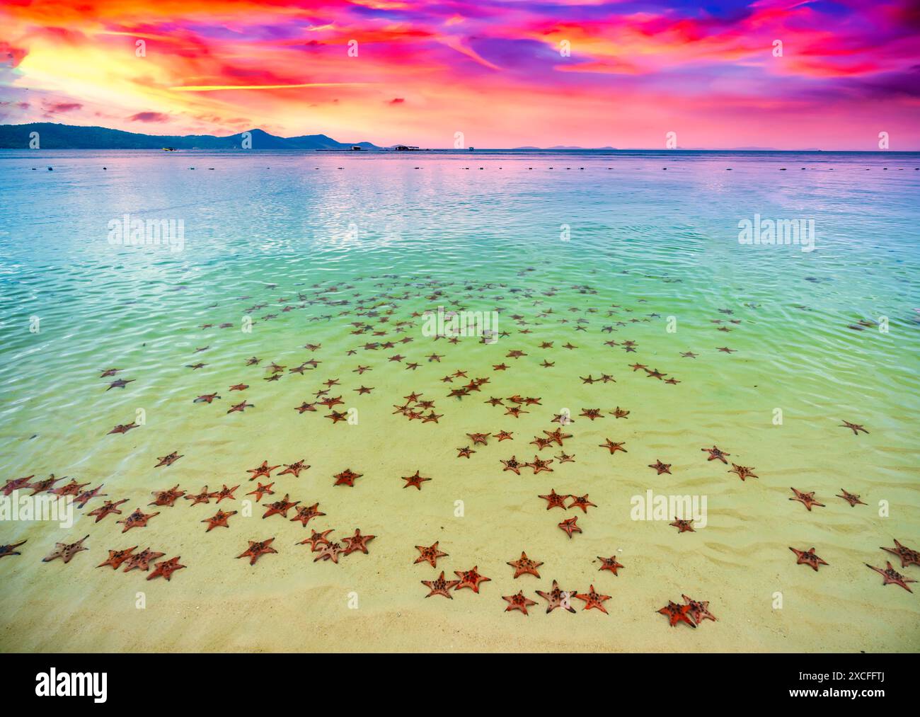 Group of Glittering Starfish on sandy beach in a beautiful sunny day ...