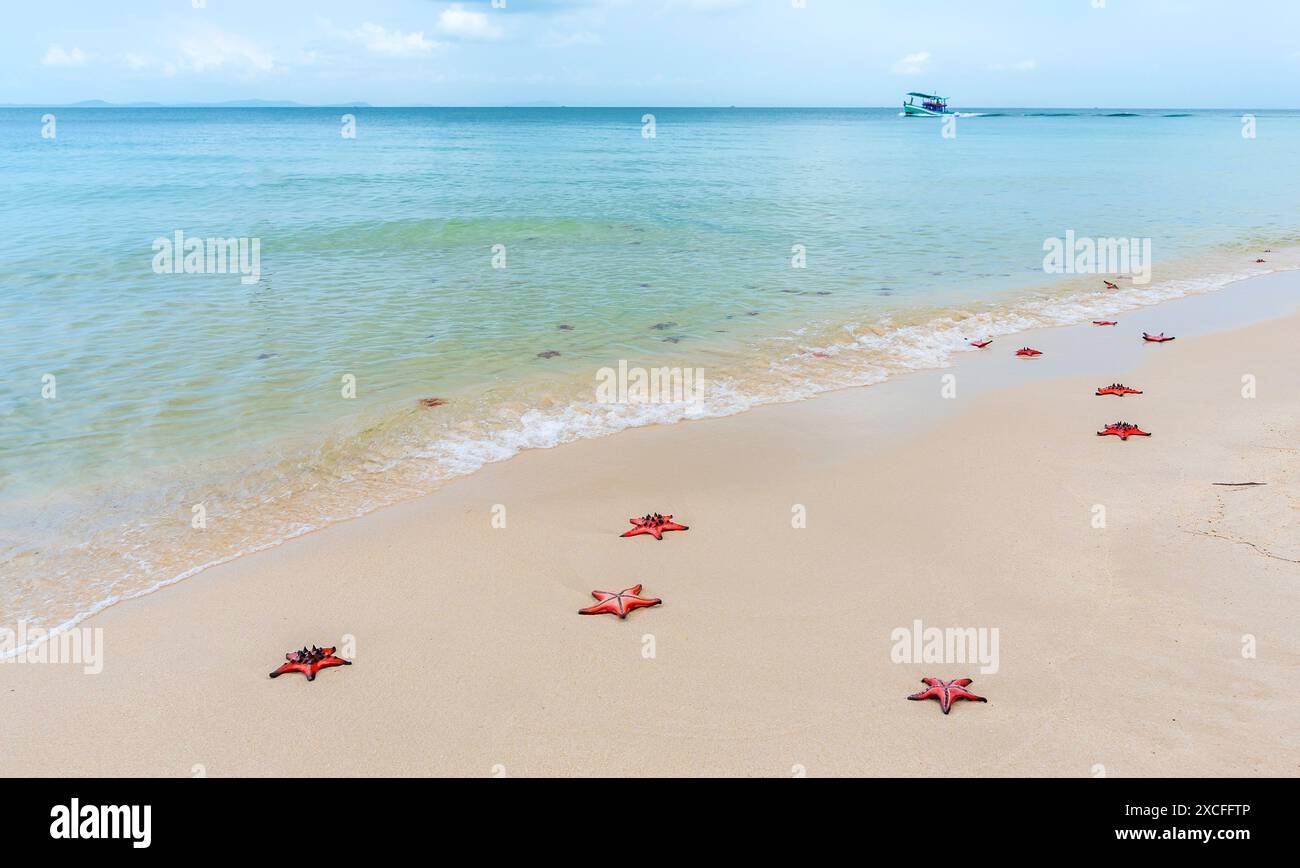 Group of Glittering Starfish on sandy beach in a beautiful sunny day ...