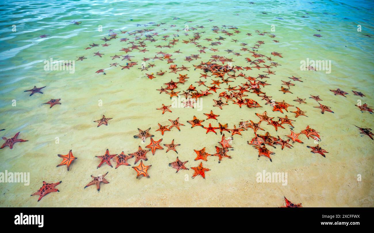Group of Glittering Starfish on sandy beach in a beautiful sunny day ...