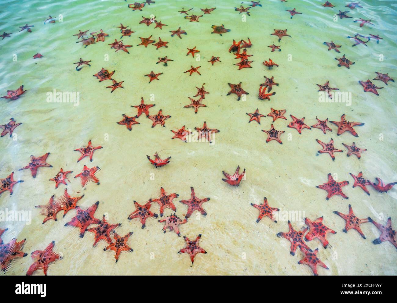 Group of Glittering Starfish on sandy beach in a beautiful sunny day ...