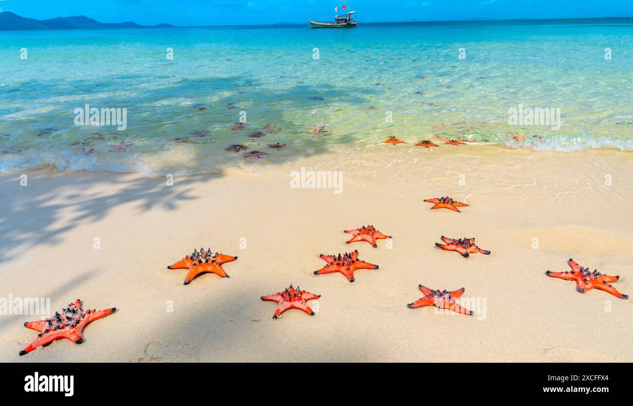 Group of Glittering Starfish on sandy beach in a beautiful sunny day ...
