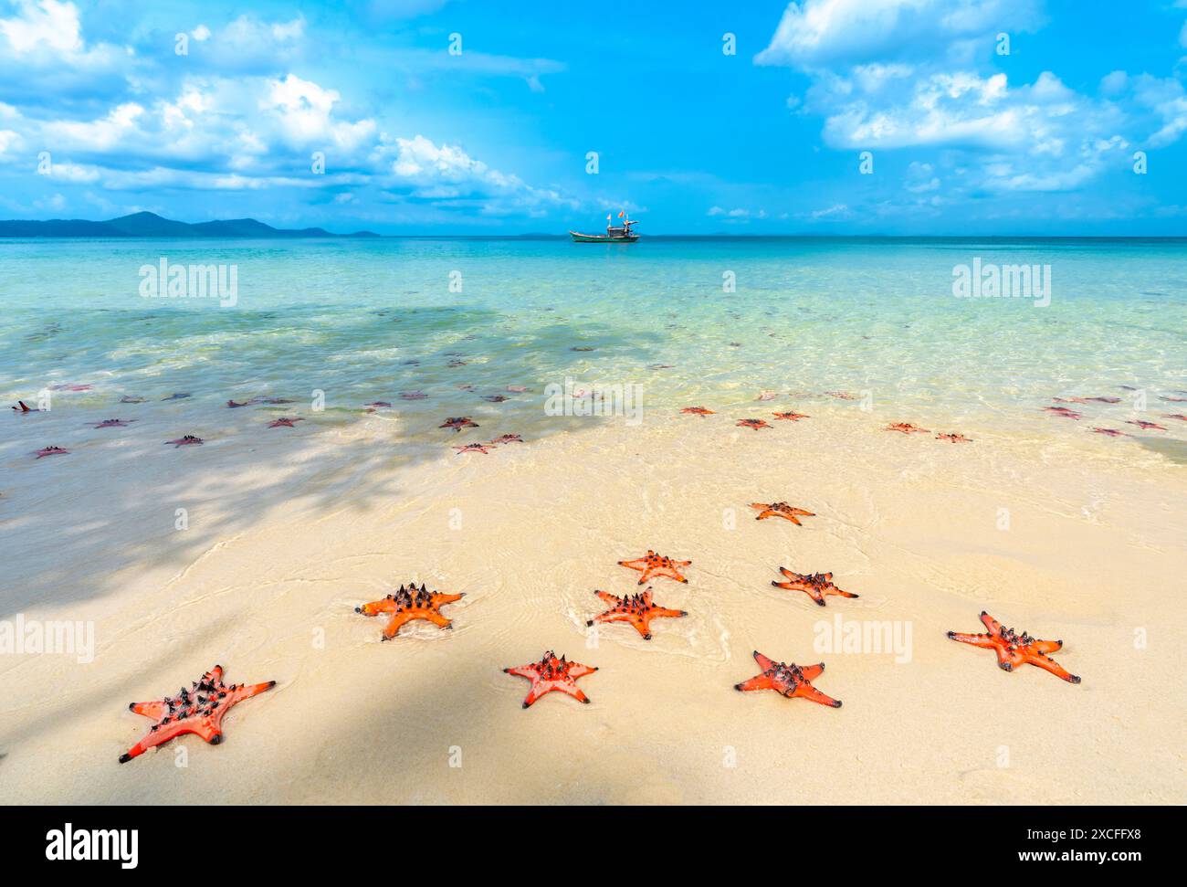 Group of Glittering Starfish on sandy beach in a beautiful sunny day ...