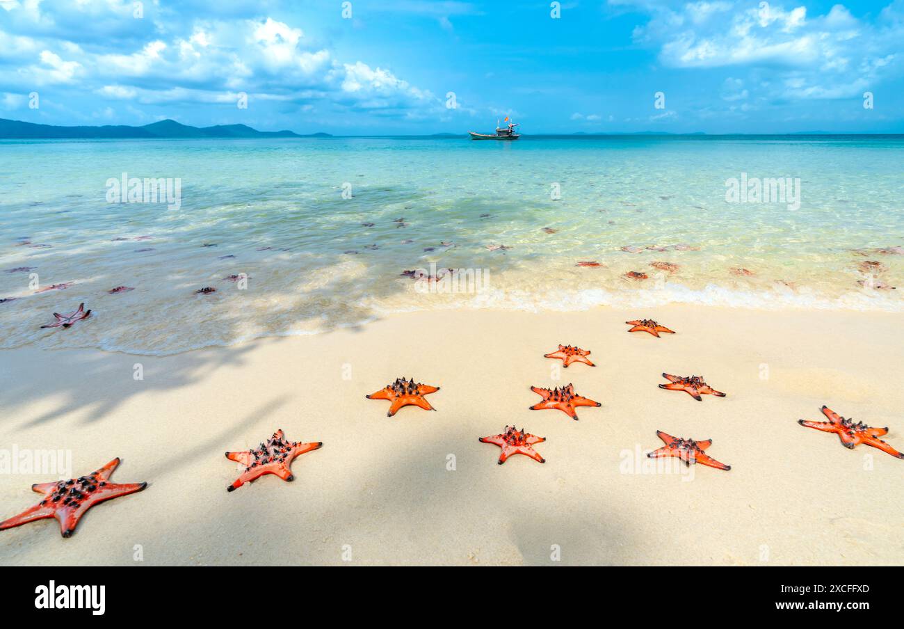 Group of Glittering Starfish on sandy beach in a beautiful sunny day ...