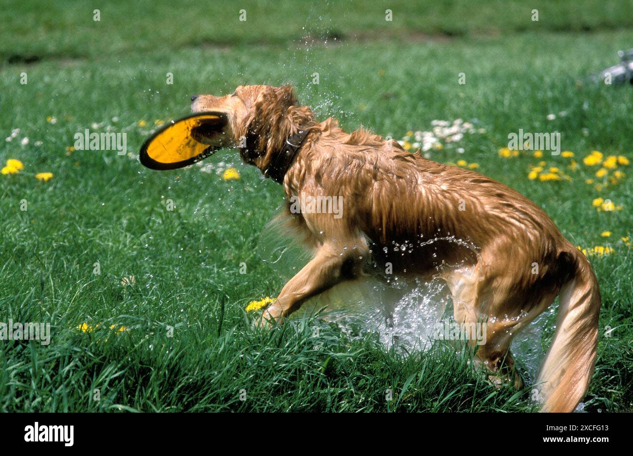 Wet Golden Retriever with frisbee in mouth leaving a lake, English ...