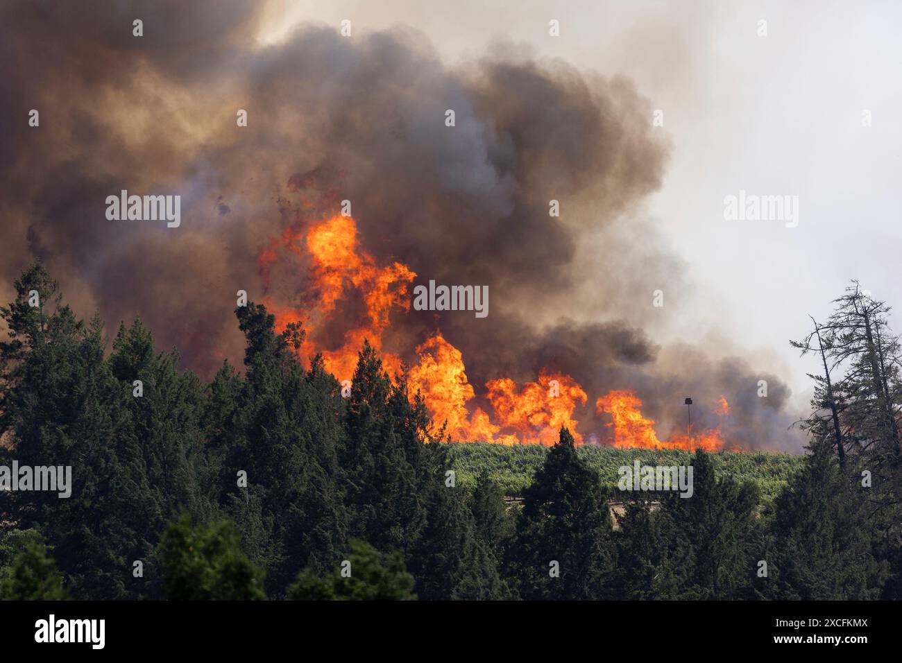 Geyserville, United States. 16th June, 2024. Flames of the Point Fire ...