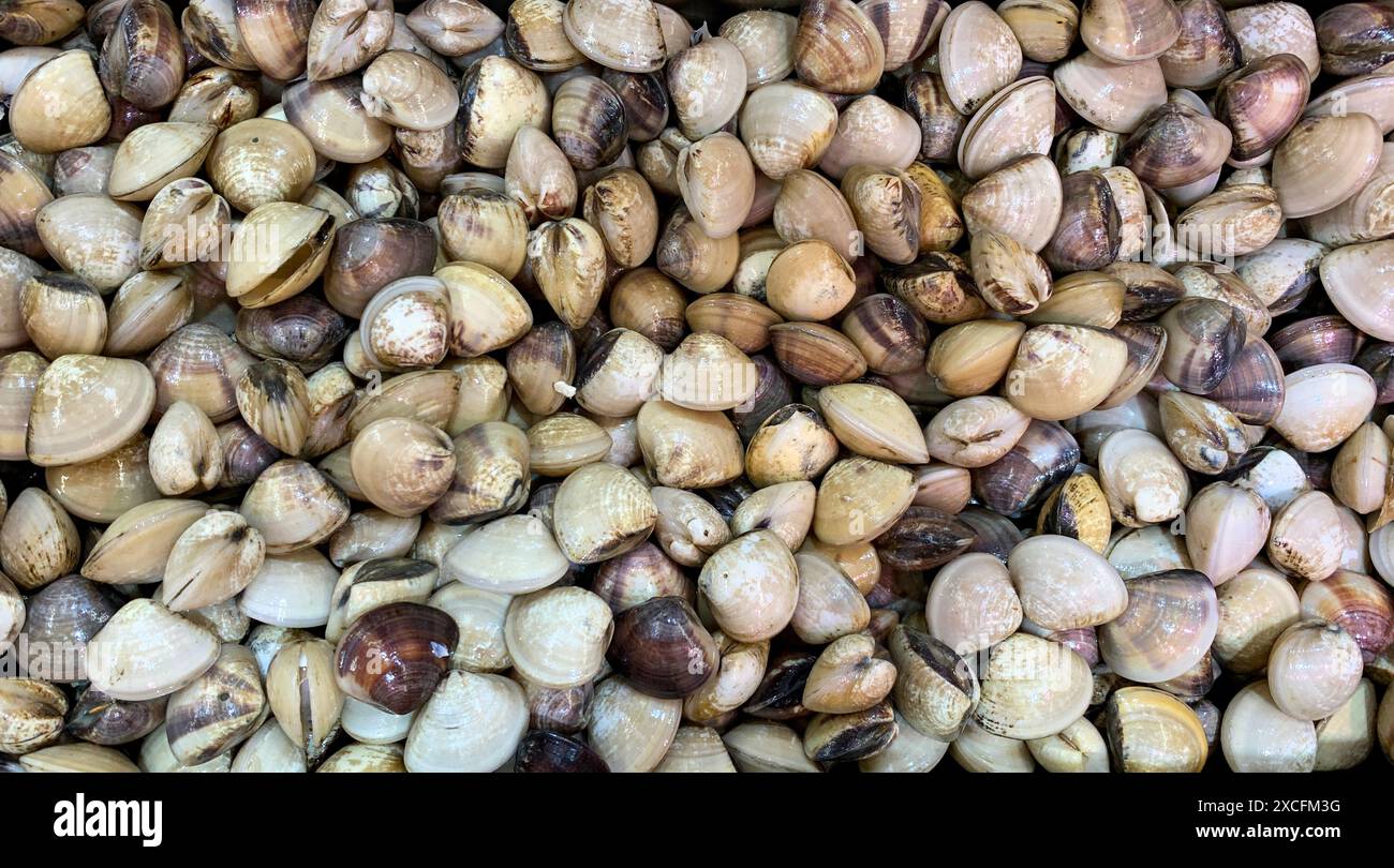 Top view of shell mussels or clam display in wet market. Seafood ...