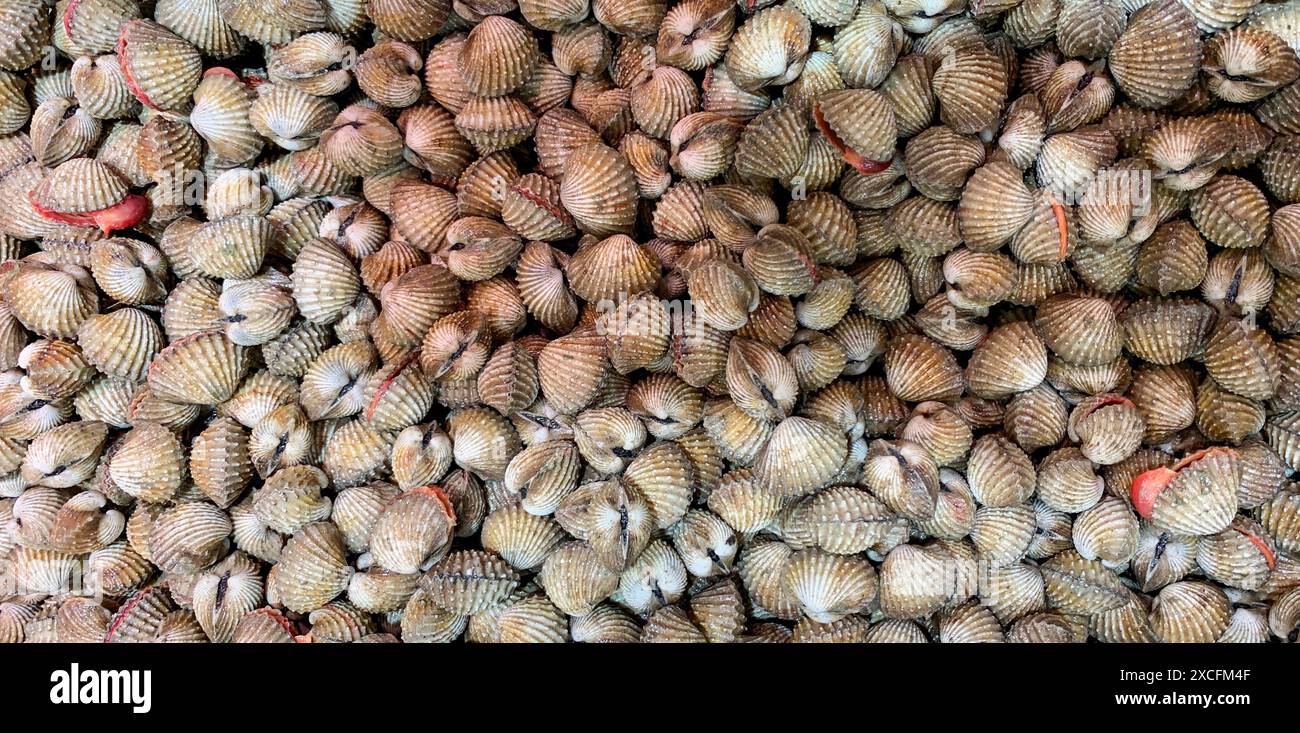 Top view of shell mussels or clam display in wet market. Asian seafood ...