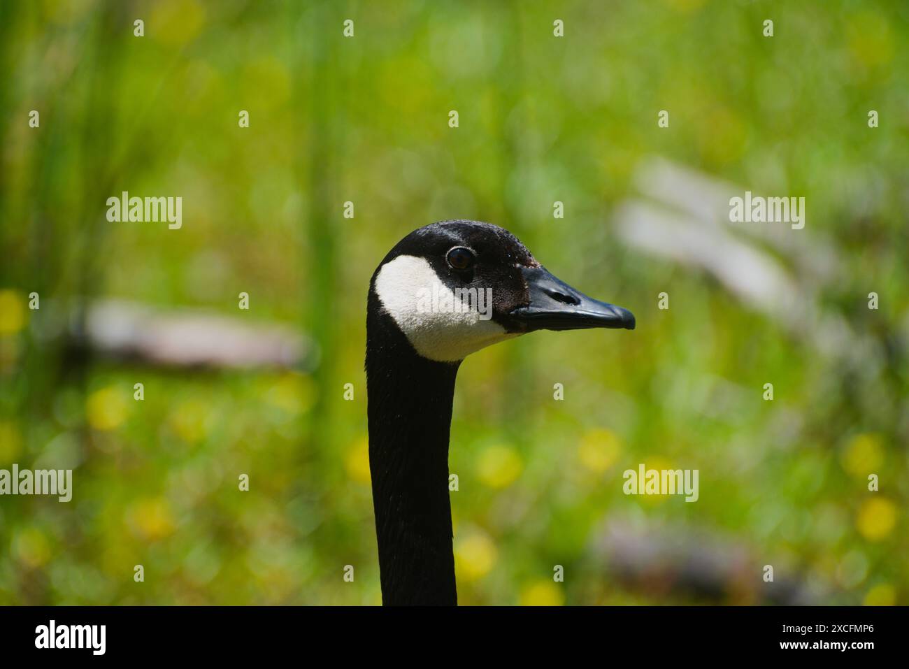 Headshot of single goose with its long black neck & detailed face, eyes ...