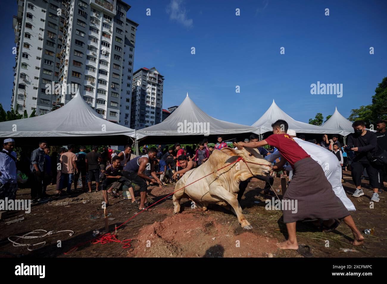Men prepare to slaughter a cow whose meat would later be distributed to ...
