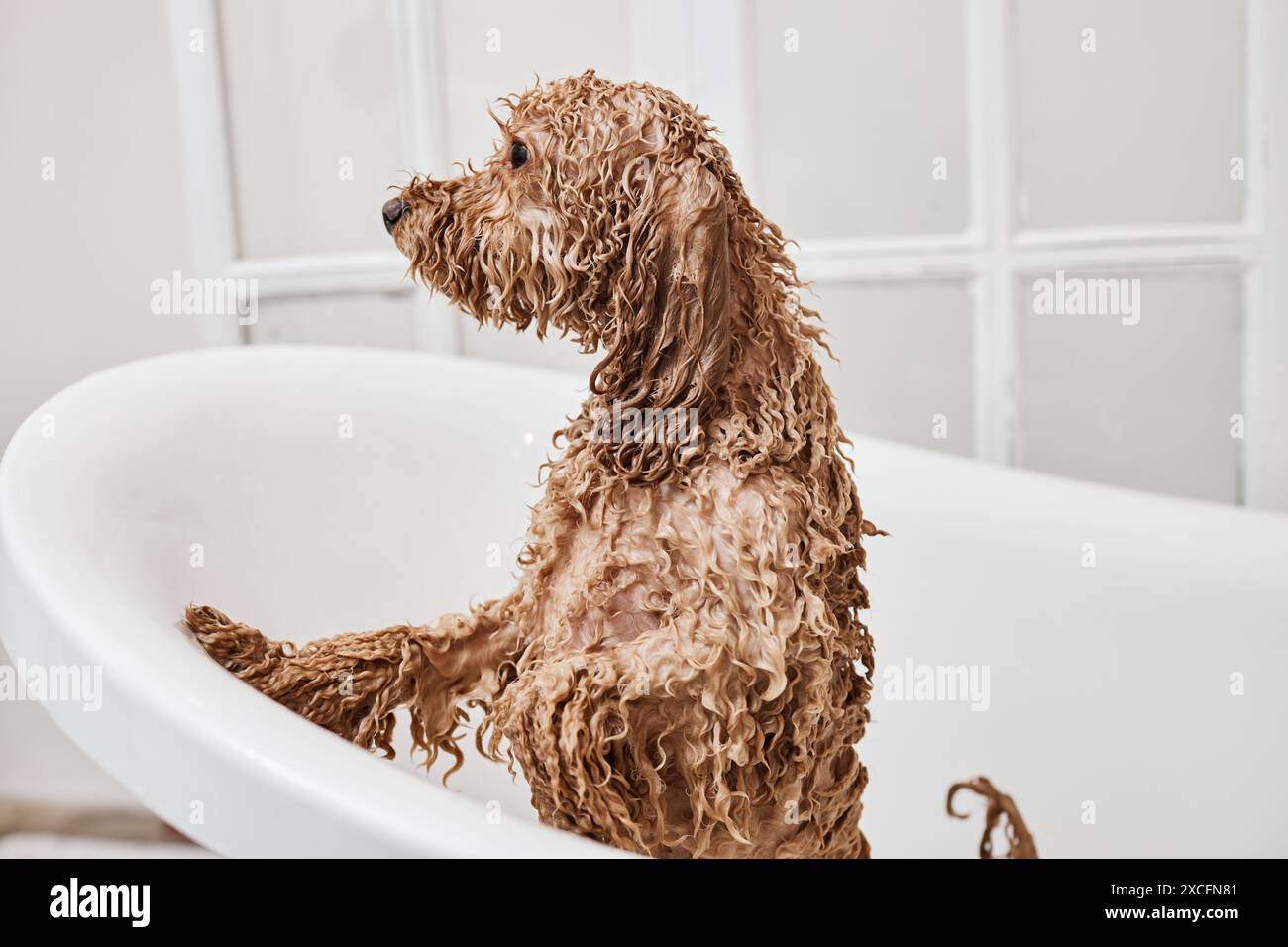 Side view of wet Cocker Spaniel dog standing in bathtub during washing ...
