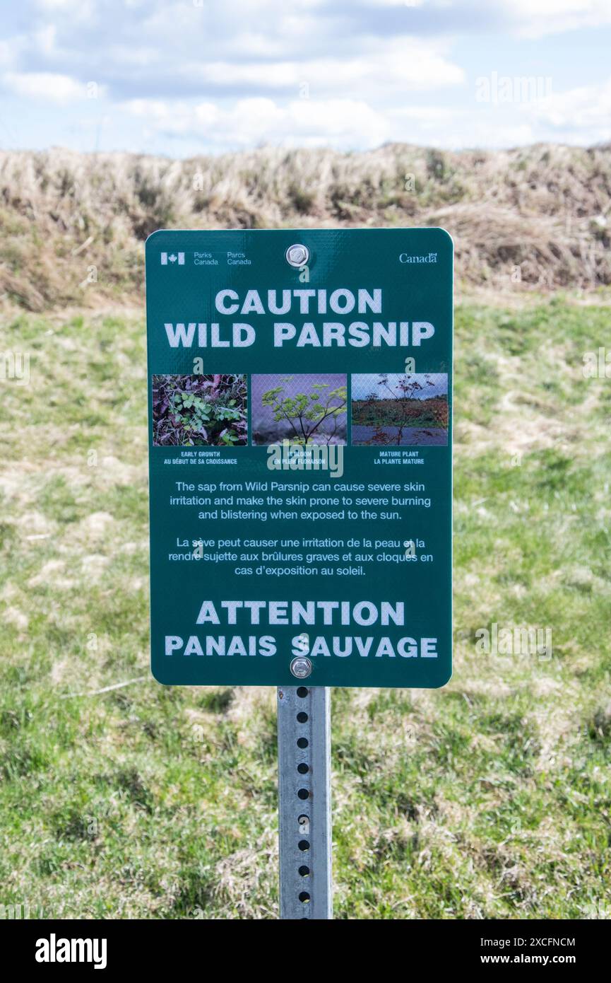 Caution wild parsnip sign at the Citadel in downtown Halifax, Nova ...