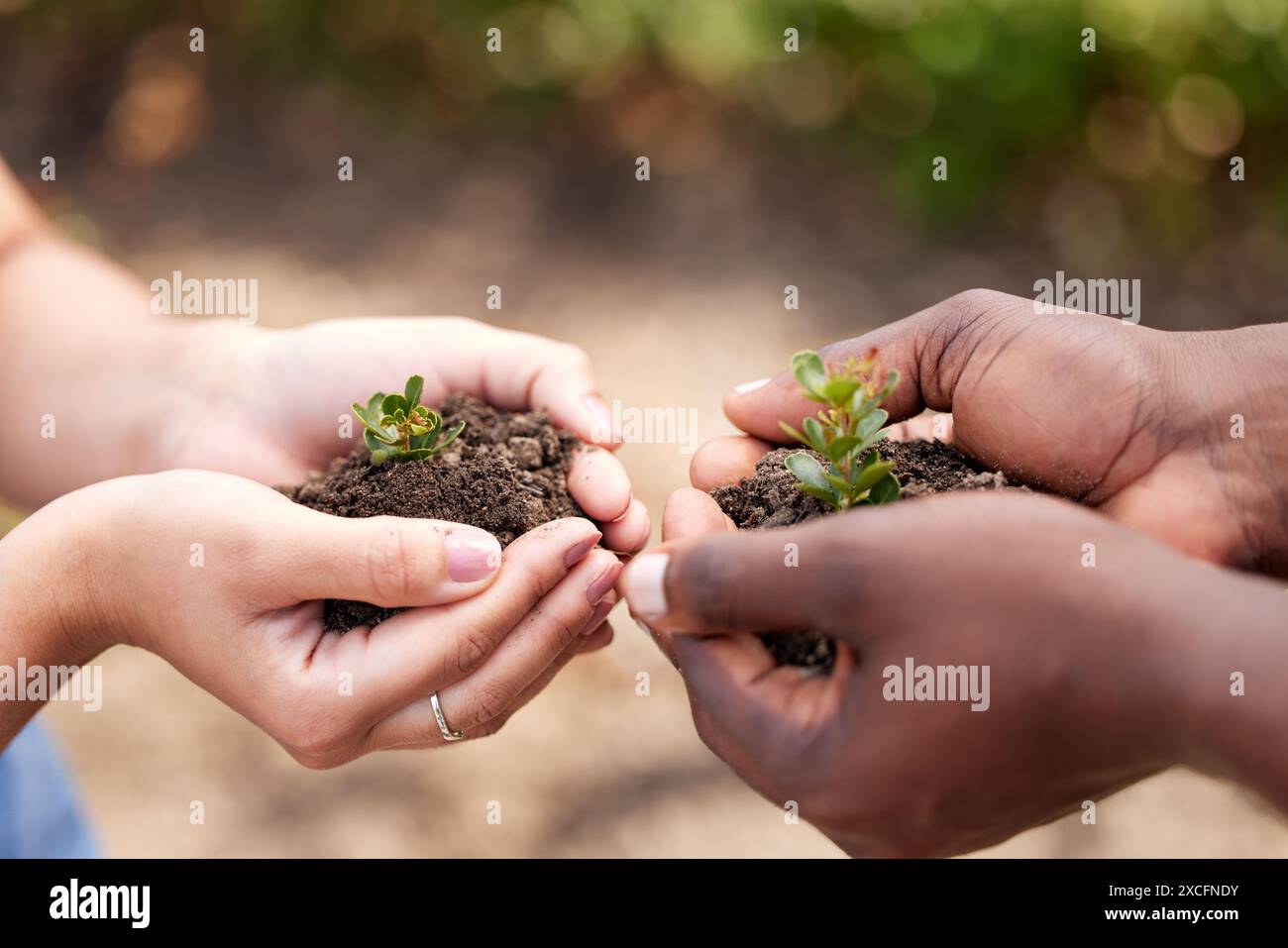 Nature, soil and hands of people with plant for growth, sustainability ...