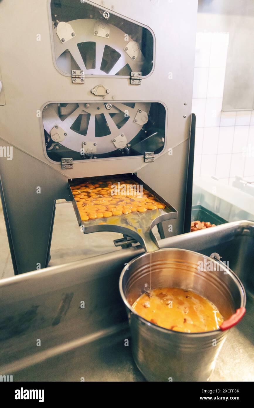 Commercial food processing unit with fresh eggs, first step for making ...