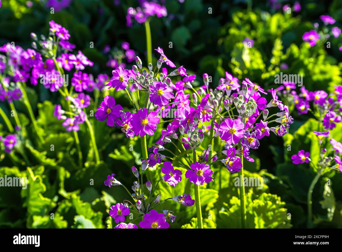 Primula malacoides or fairy primrose or baby primrose in the flower ...