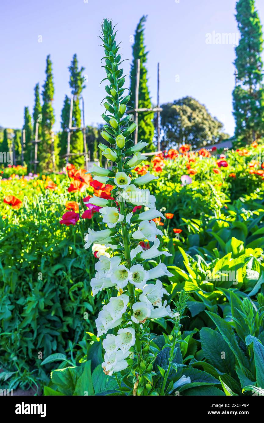Foxglove (toxic flower) on a nature background. All parts of this plant ...