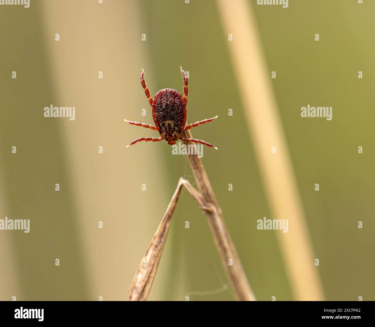 Tick climbing grass hi-res stock photography and images - Alamy
