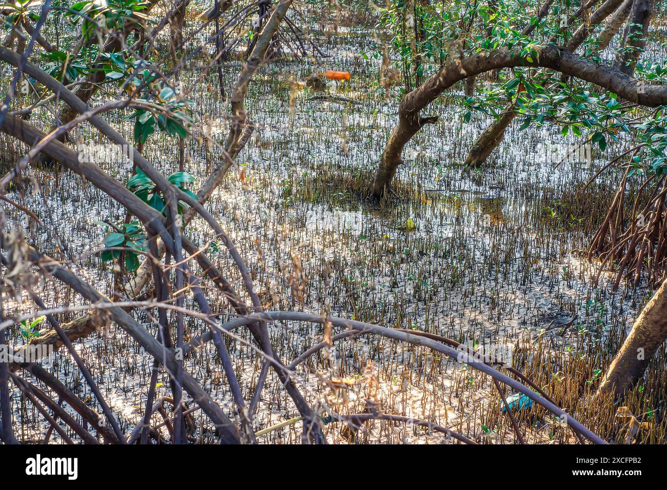 Mangrove forests in shallow hi-res stock photography and images - Alamy