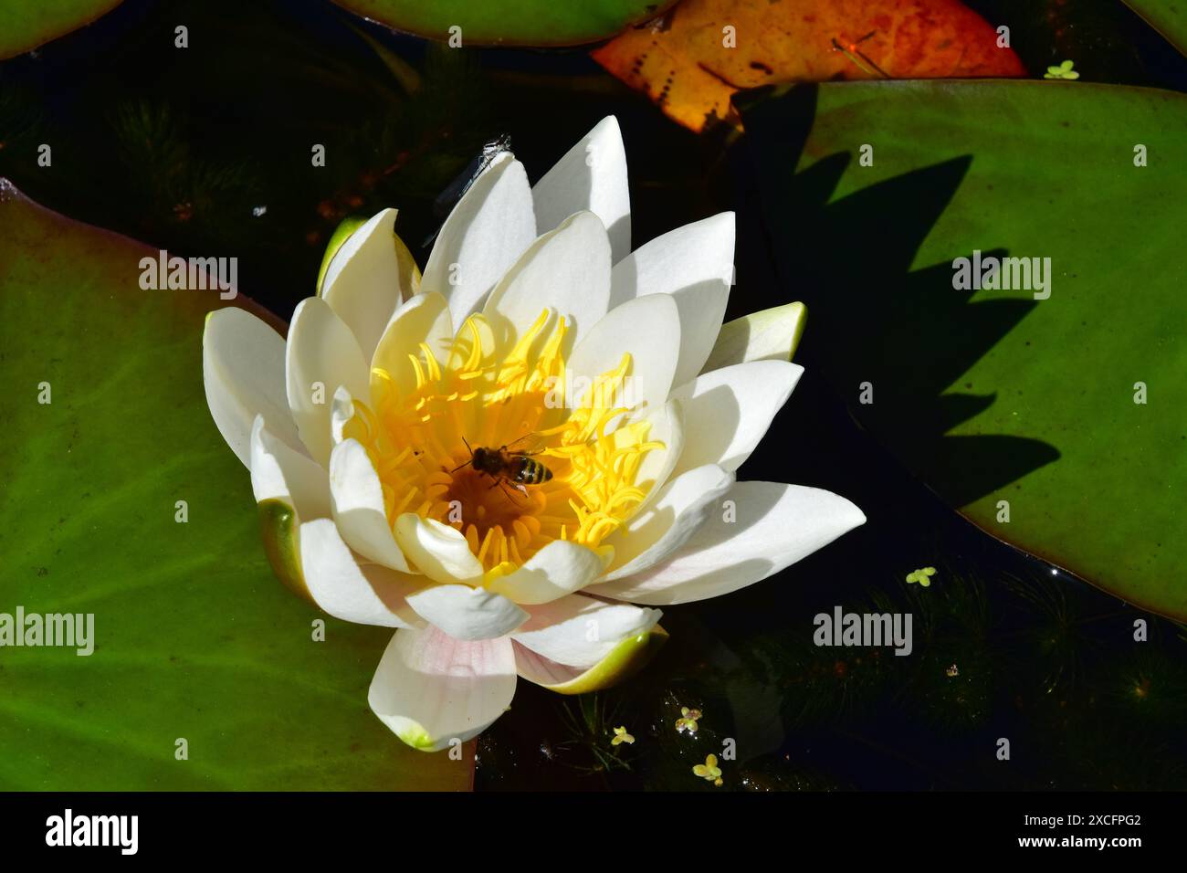 Honey Bee, Water Lily Stock Photo - Alamy