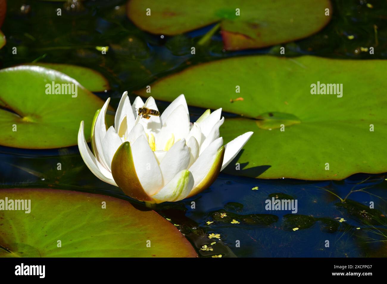 Honey Bee, Water Lily Stock Photo - Alamy