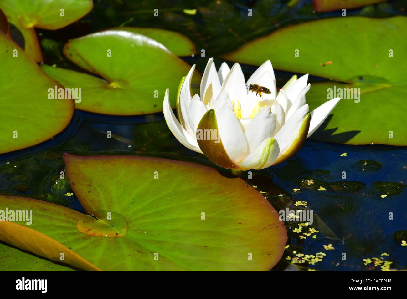 Honey Bee, Water Lily Stock Photo - Alamy