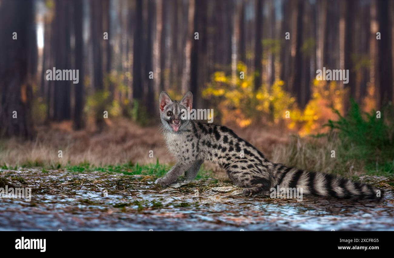 Common genet in front of white background Stock Photo - Alamy
