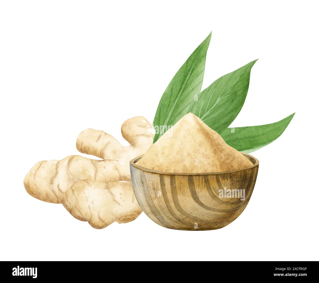 Dried rhizome drawing hi-res stock photography and images - Alamy