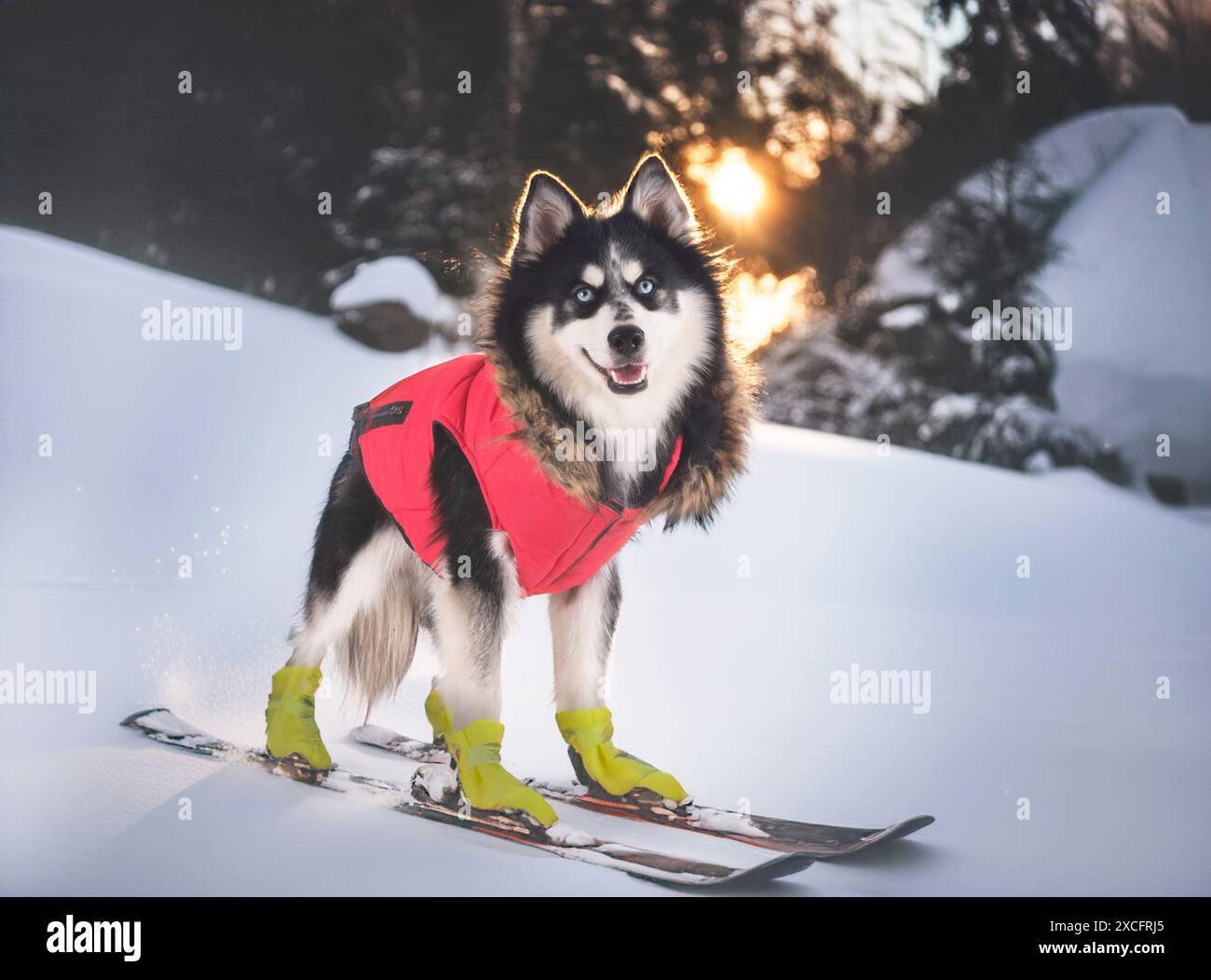 picture of a pomsky in front of white background Stock Photo - Alamy