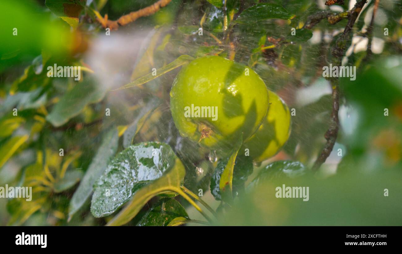 Gardening chemicals insecticides pesticides hi-res stock photography ...