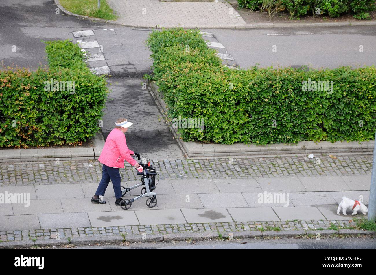 Copenhagen/ Denmark/17 JUNE 2024/ Senior citizen walks her pets in ...