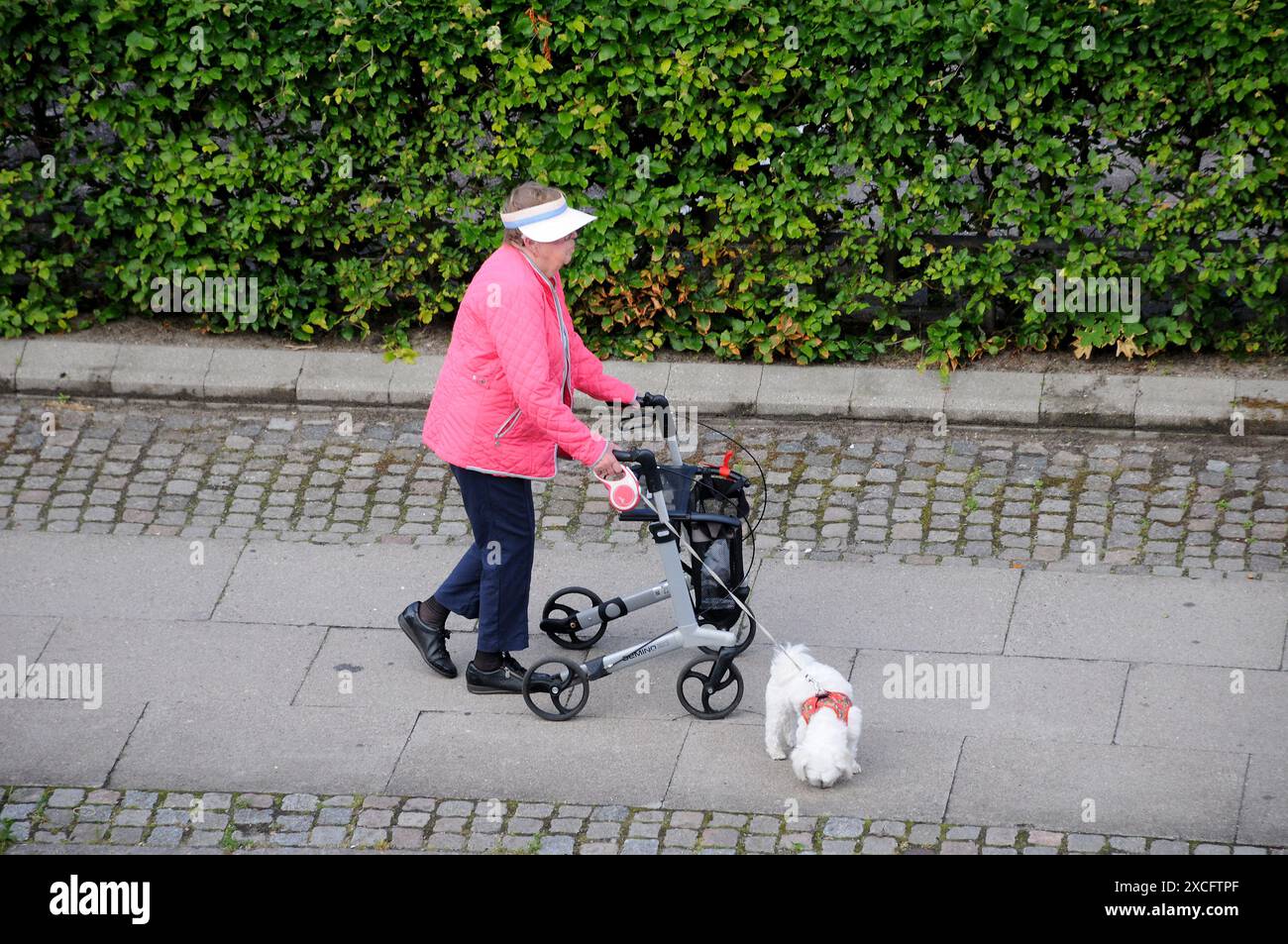 Copenhagen/ Denmark/17 JUNE 2024/ Senior citizen walks her pets in ...