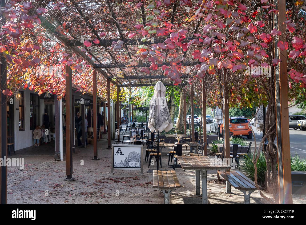 Bellingen town centre, autumn colour vines grow on a frame at the Black ...