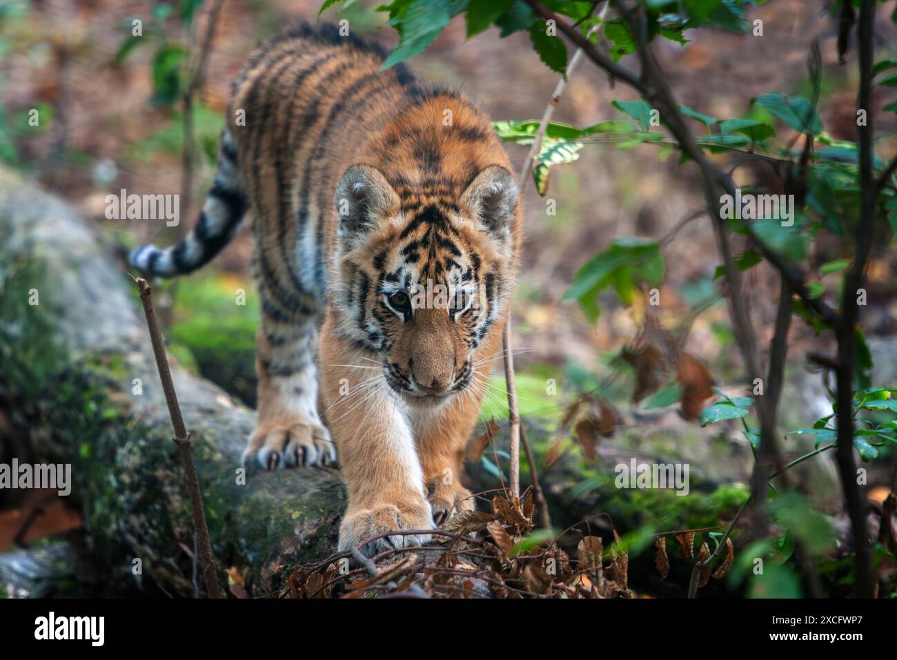 Tiger cub in the wild. Animal on branch. Wild cat in nature habitat ...