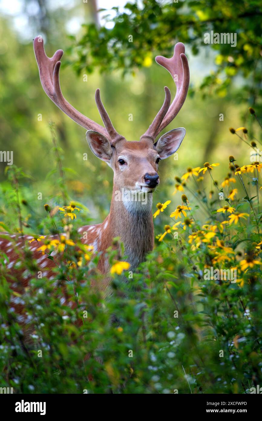 Close-up portrait of a deer with large antlers on its head, showing its ...