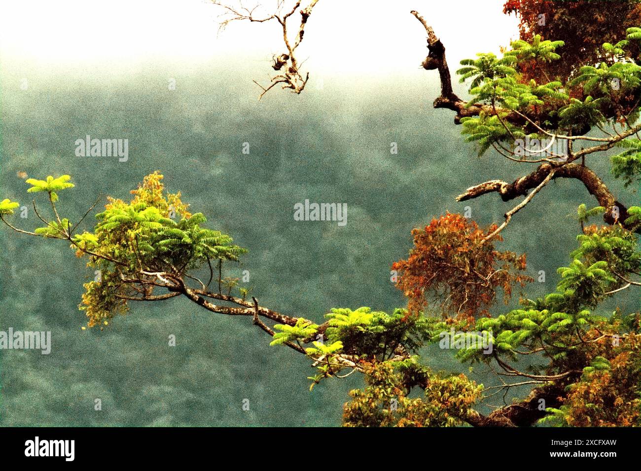 Part of a tall, old tree, in a background of rainforest landscape on ...