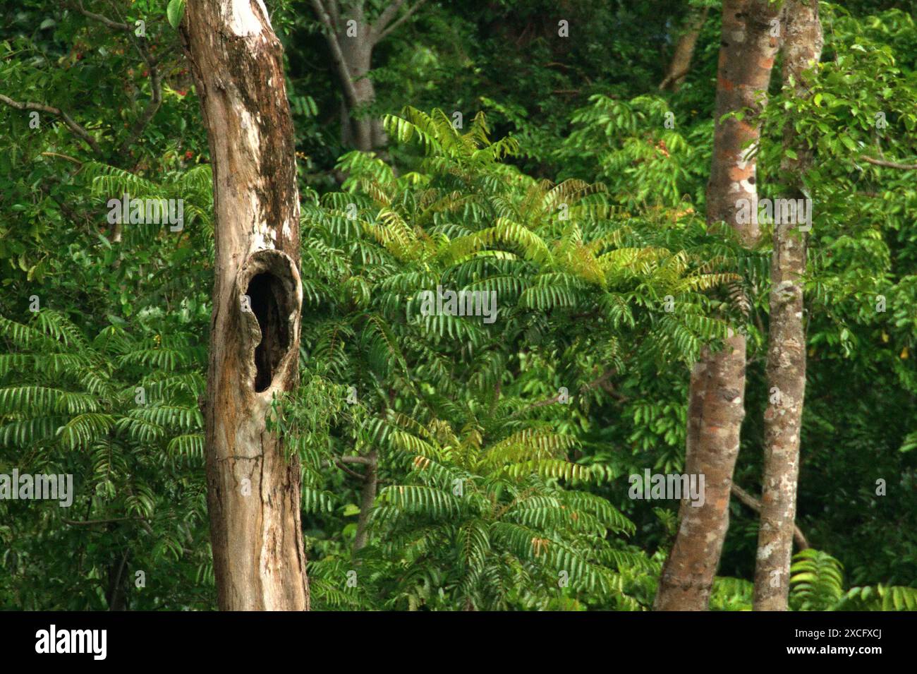 A hole on the trunk of a dead tree in a vegetated area near Mount ...