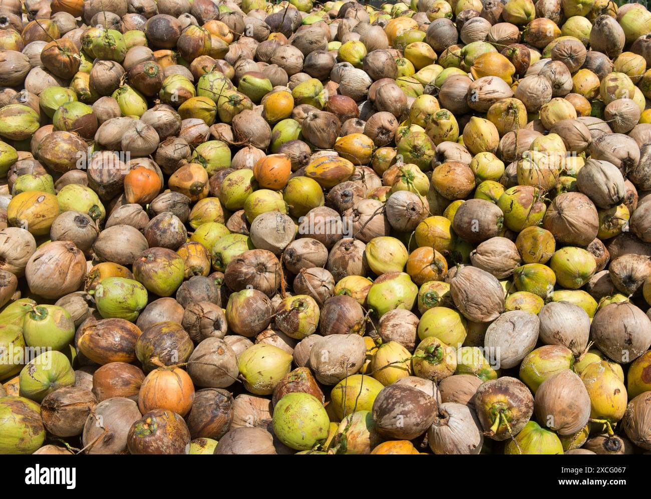 A pile of fresh coconuts, fruits of the coconut palm (Cocos nucifera ...
