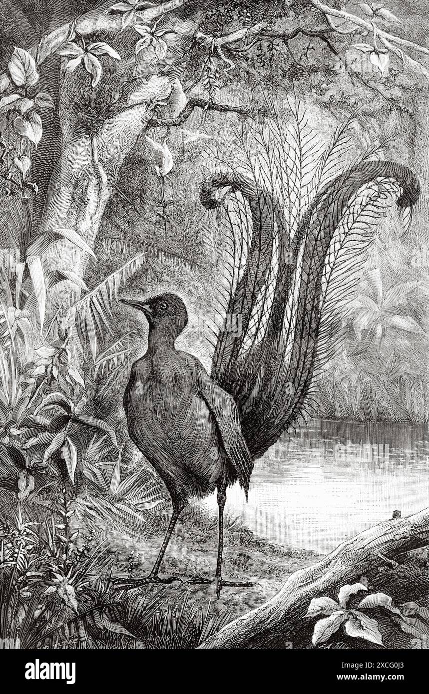 Menura superba. Menure Lyre bird at the Paris Natural History Museum, France. Old 19th century ...