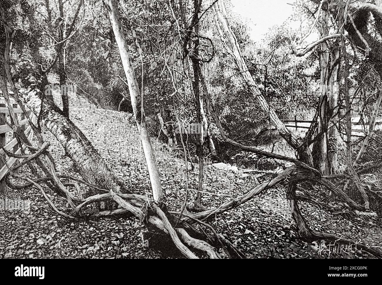 Wild grapevine, California. Vitis Californica, USA. Old 19th century ...
