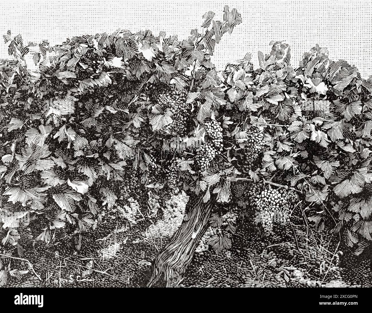 Missionaries 19th century hi-res stock photography and images - Alamy