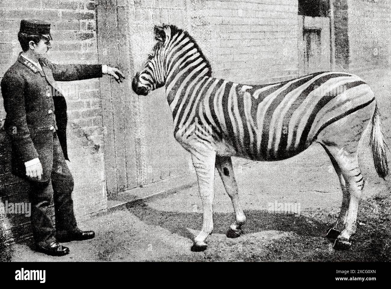 Zebra from the London Zoological Garden. Direct reproduction by ...