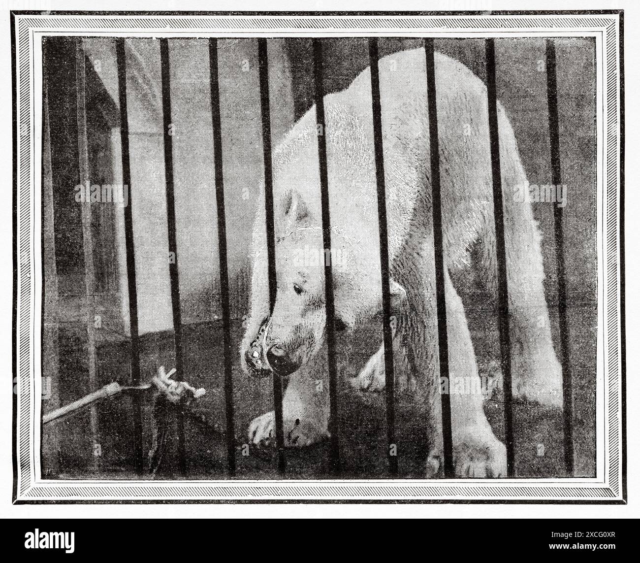 19th century print zoological illustration Cut Out Stock Images ...