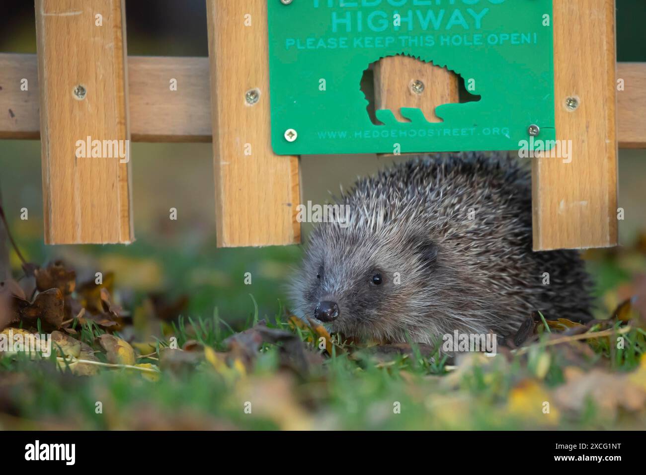 Hedgehog garden highway hi-res stock photography and images - Alamy