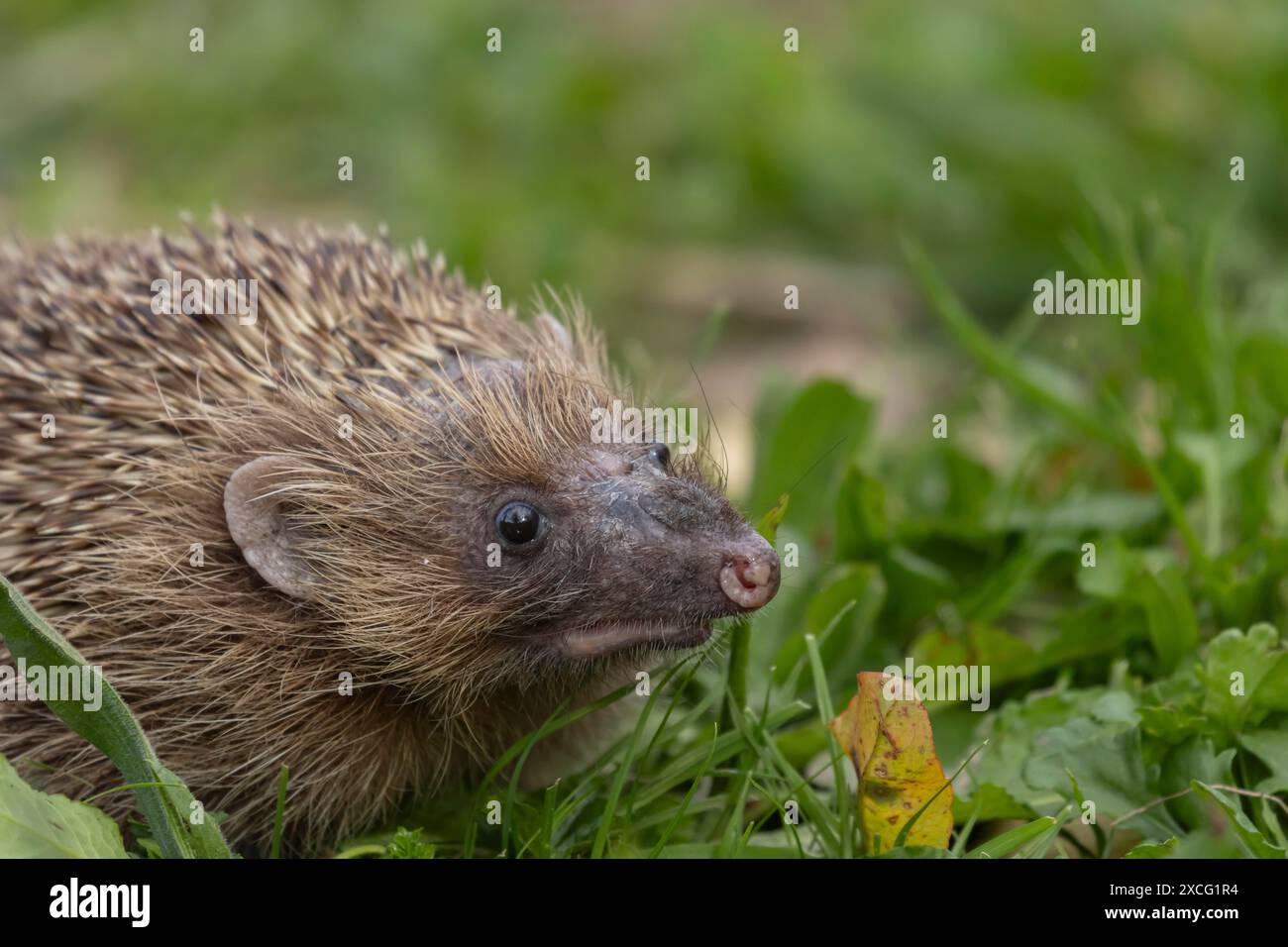 European hedgehog (Erinaceus europaeus) adult animal on a garden lawn ...