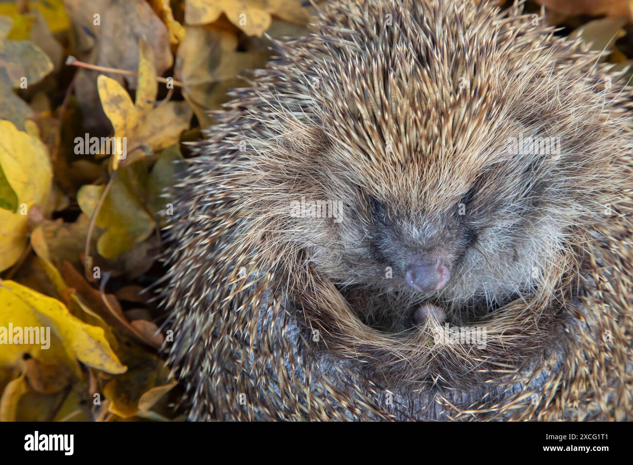 European hedgehog (Erinaceus europaeus) adult animal resting on fallen ...